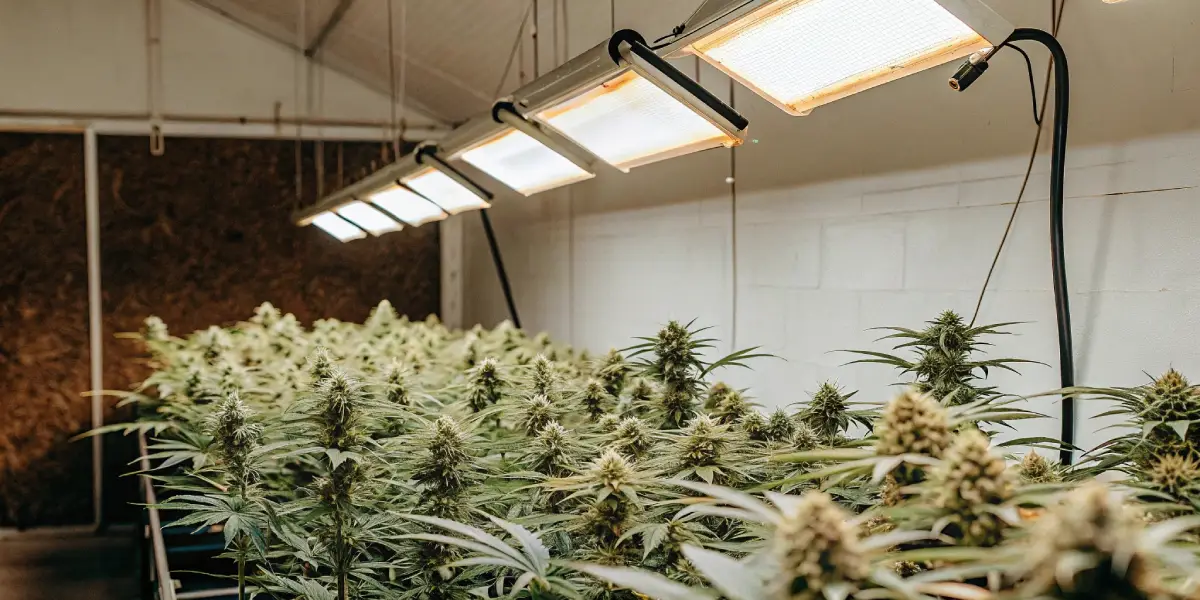 Shining Silver Haze: Complete Cultivation Guide
