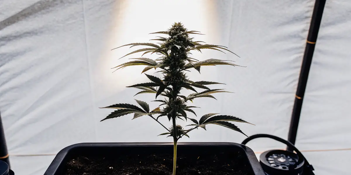 Royal THCV CBD: Grow Guide, Effects, and Benefits of This Strain