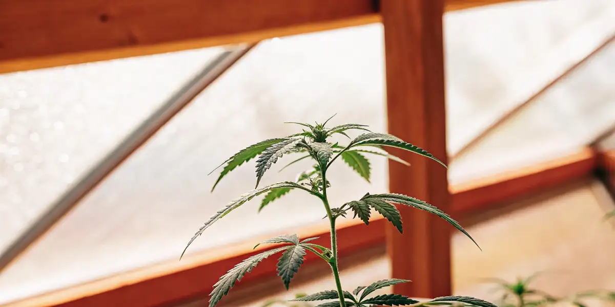 How to grow autoflower plants: essential tips for better yields