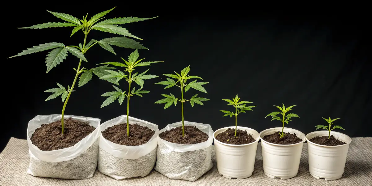 Baby Boom Auto Growing Tips: Guide for Fast and Potent Harvests
