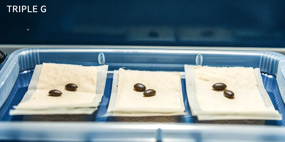 Triple G strain: grow guide, effects & genetics