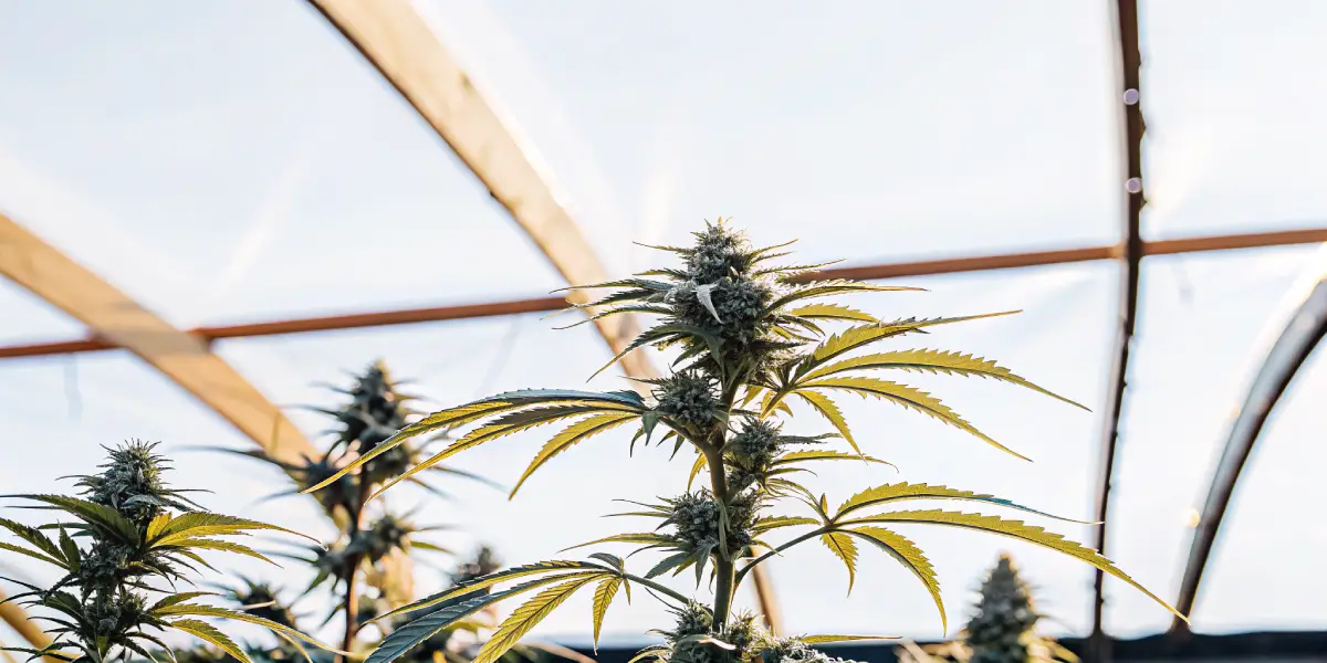 What Is Reggie Weed? Effects, Risks & Should You Smoke It?
