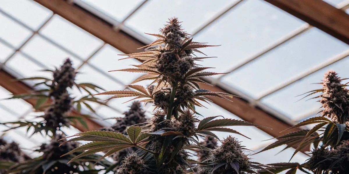 Best bloom booster for weed: top nutrients for bigger buds