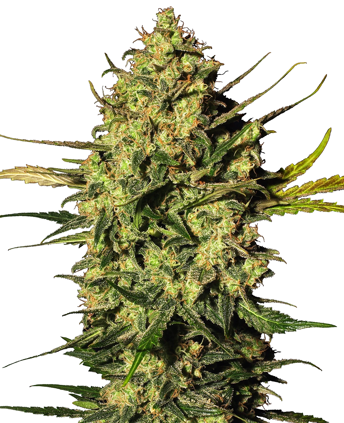 Buy Master Kush Strain - Classic Indica Power & Deep Relaxation